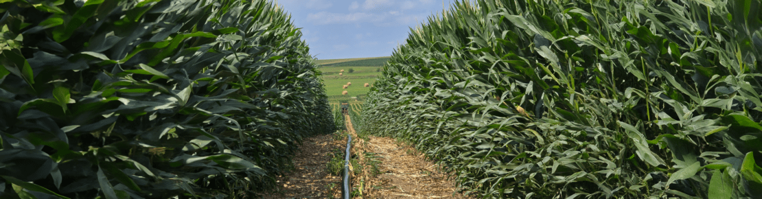 Nano Traveling Big Gun (TBG) Monitor - FieldWise